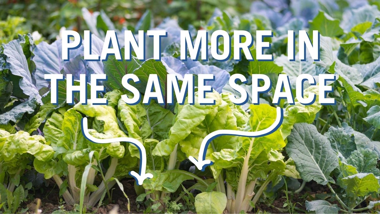 Interplanting, Double Cropping, Succession Planting, and More – Videos ...